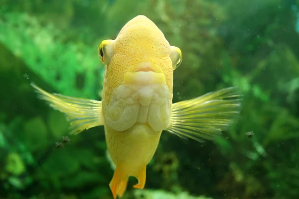 Gele fish Stock Photos, Royalty Free Gele fish Images | Depositphotos