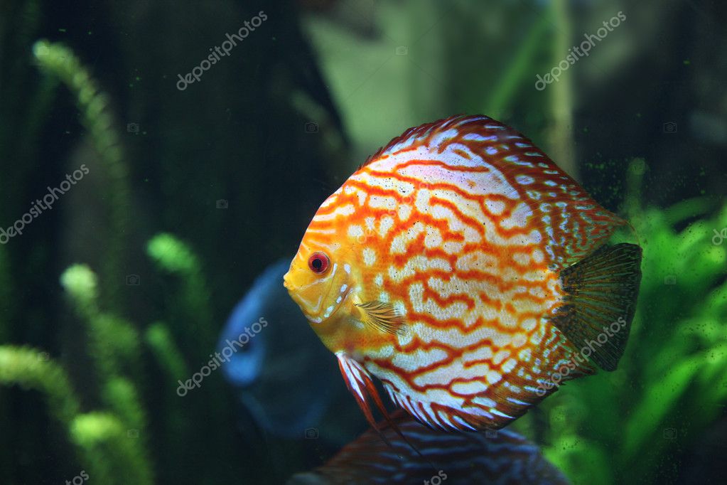 Multi Colored Tropical Fish In Saltwater Tank — Stock Photo © duplass ...