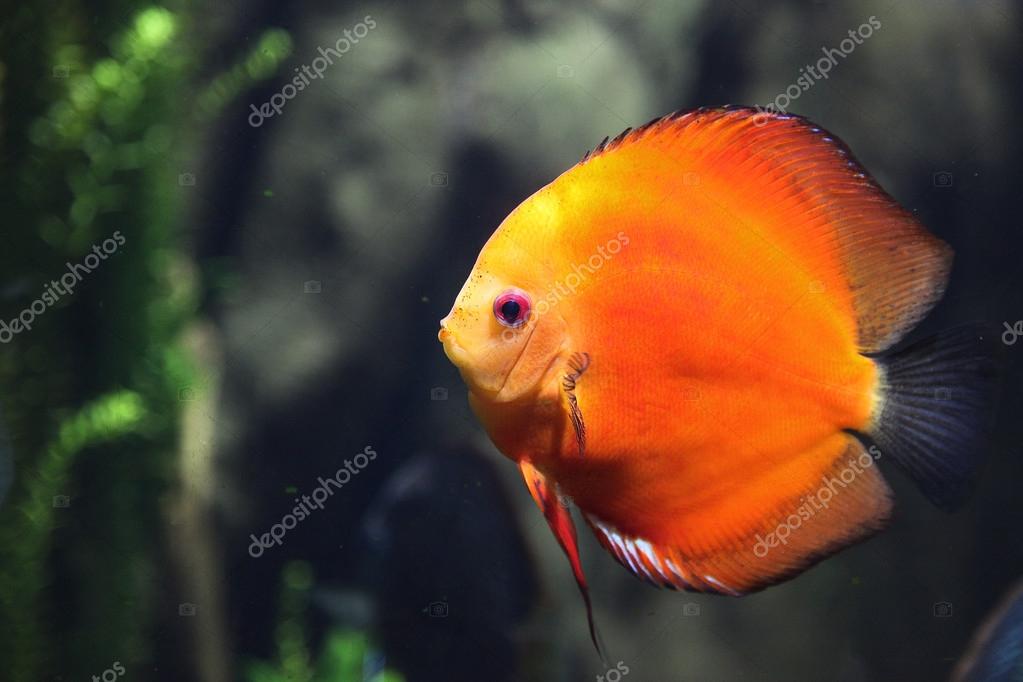 Orange Tropical Fish In Saltwater Tank — Stock Photo © duplass #12771917