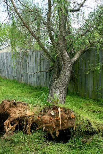 Fallen Willow Tree Stock Photo by ©duplass 12784622