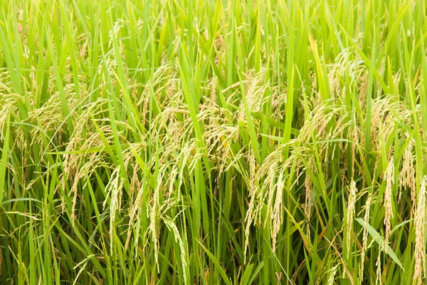 Rice paddy Stock Photos, Royalty Free Rice paddy Images | Depositphotos