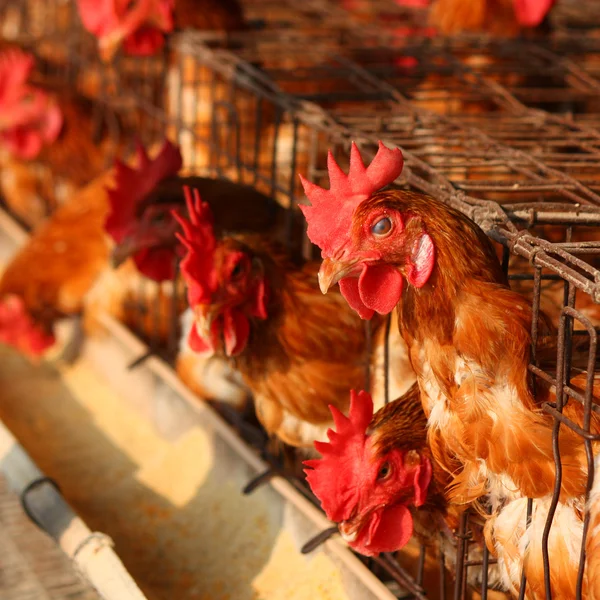 Chicken on traditional poultry farm - Stock Image - Everypixel