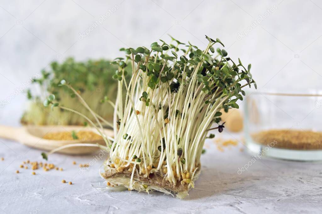 Micro verduras, granos y brotes de mostaza germinados sobre la mesa ...