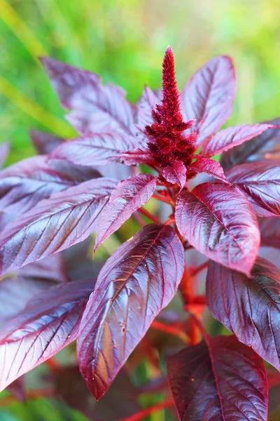 Red amaranth Stock Photos, Royalty Free Red amaranth Images ...