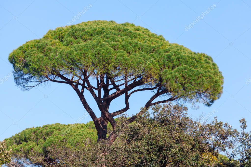 Pinus Pinea . Forma escultórica de este árbol tiene una corona esférica ...