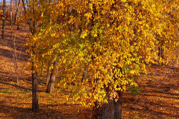 Trees with golden leaves . Forest in fall season . Autumn leaves in the ...