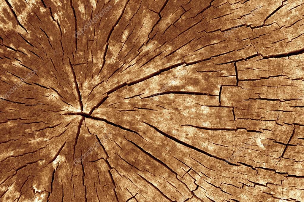 Old tree stump texture Stock Photo by ©hayatikayhan 15400411