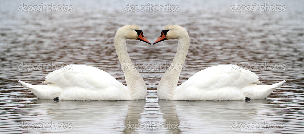 Swans Heart Photography