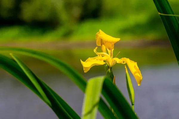 Yellow iris Stock Photos, Royalty Free Yellow iris Images | Depositphotos