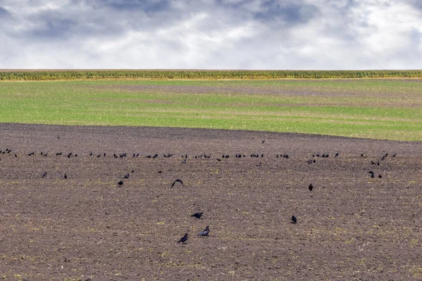 Field with crows Stock Photos, Royalty Free Field with crows Images ...
