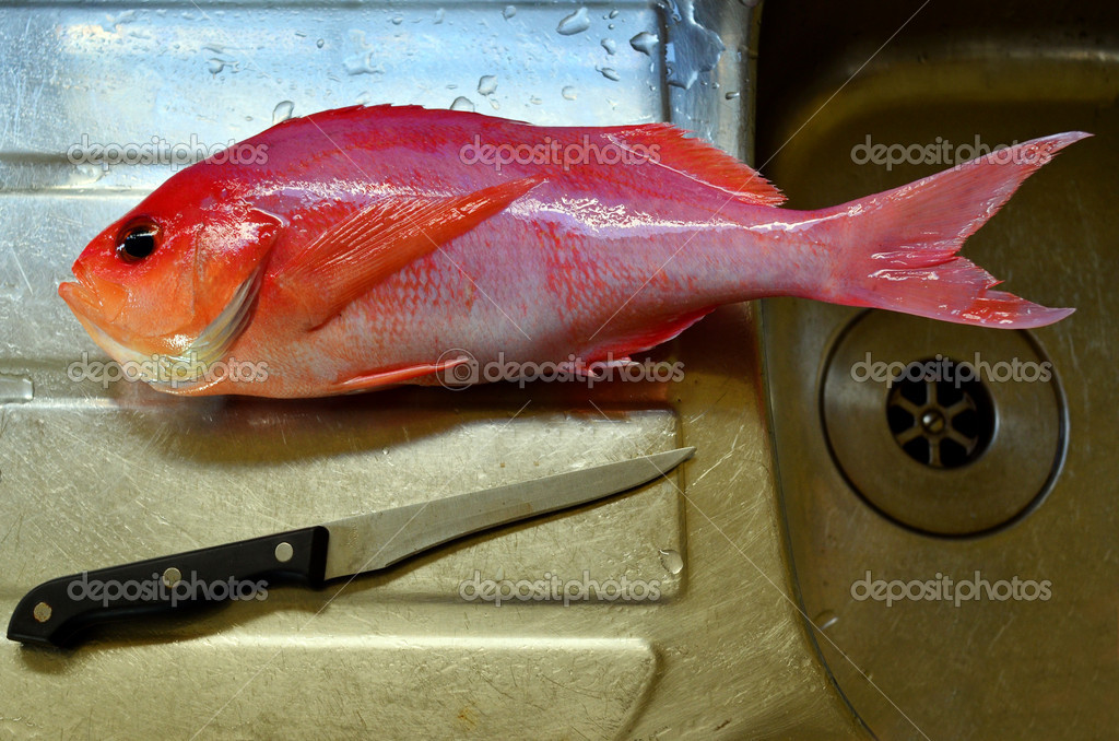 Fresh pink fish — Stock Photo © lucidwaters #14939695