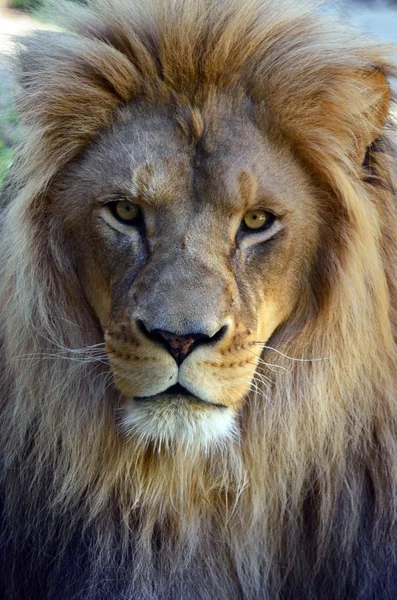 Lion - Stock Image - Everypixel