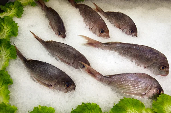 Fresh pink fish — Stock Photo © lucidwaters #14939695