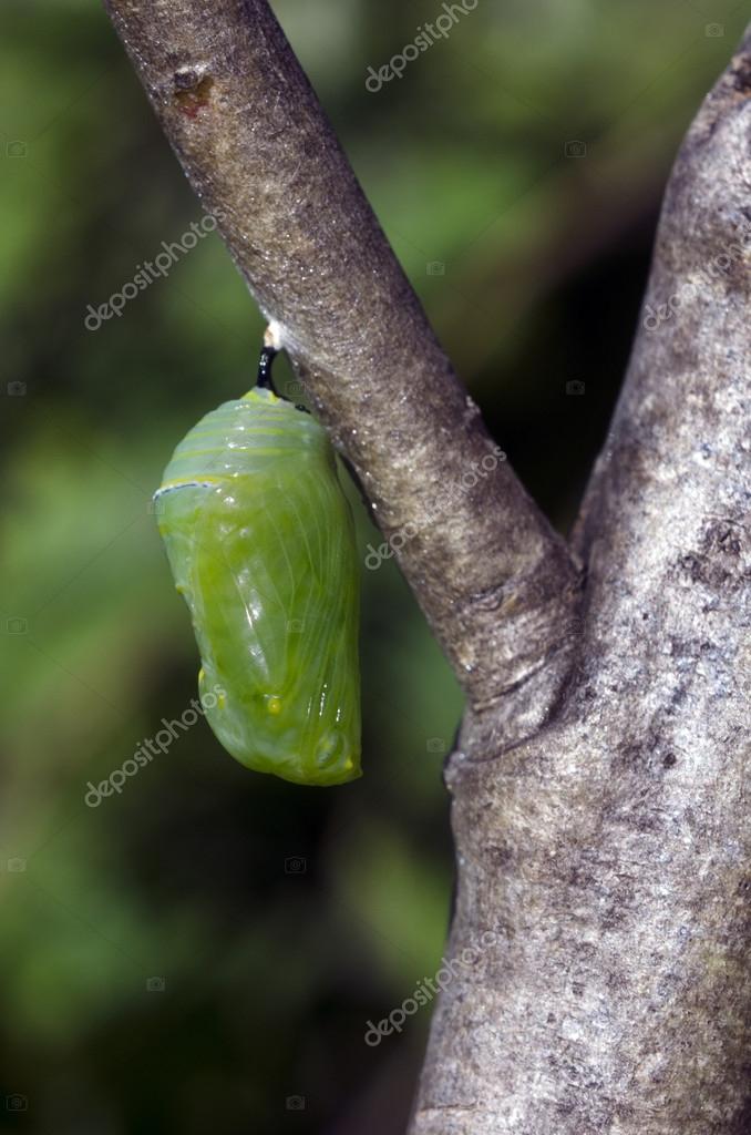 Monarch chrysalis Stock Photo by ©lucidwaters 27281855