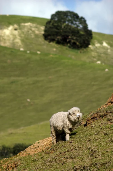 New Zealand Perendale Sheep — Stock Photo © lucidwaters #29491927