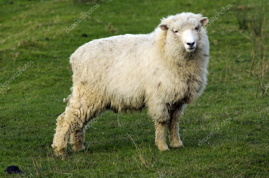 New Zealand Perendale Sheep — Stock Photo © lucidwaters #29491927