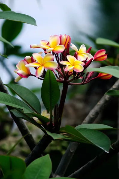 Plumeria flowers grows in Rarotonga Cook Islands — Stock Photo ...