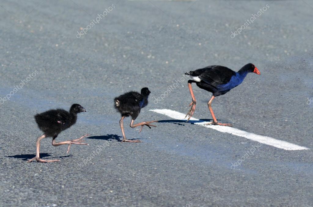 Pukeko - New Zealand Native Birds Stock Photo by ©lucidwaters 42240521