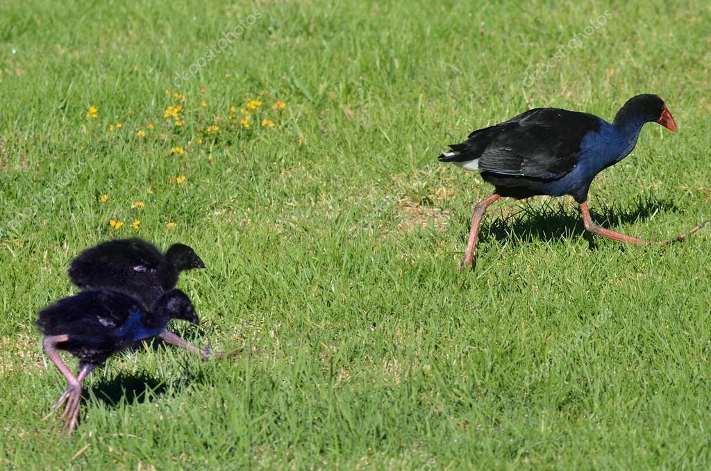 New Zealand Pukeko Crazy Game - premadp