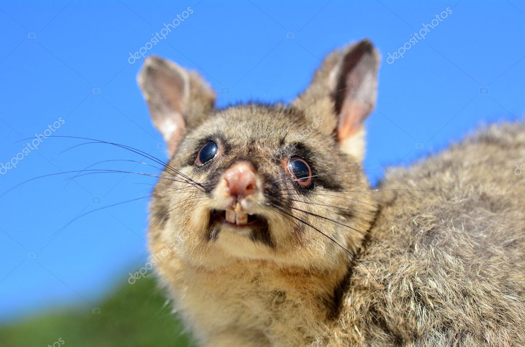Common brushtail possum Stock Photo by ©lucidwaters 44172311