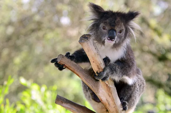 Outback australia Stock Photos, Royalty Free Outback australia Images ...