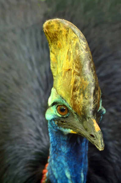 Cassowary face Stock Photos, Royalty Free Cassowary face Images ...