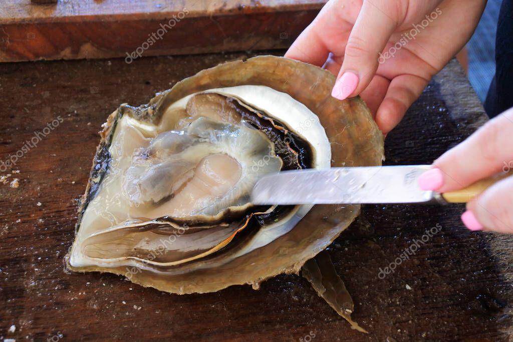 Australian woman hands opens an Australian Pinctada Maxima shell with a ...