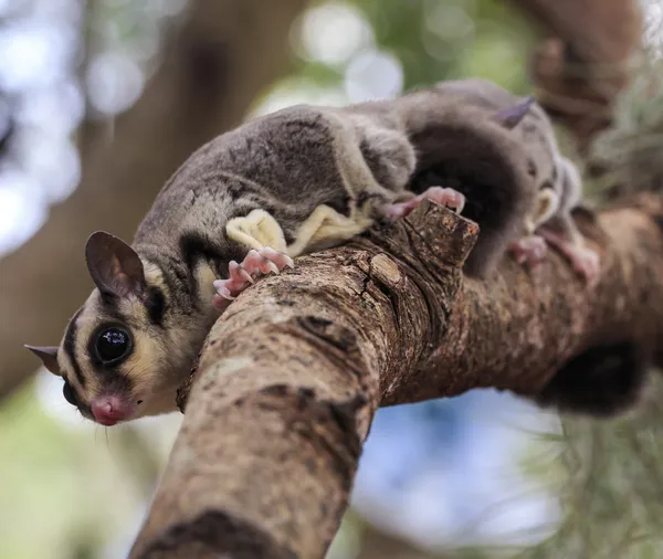 Small possum or Sugar Glider Stock Photo by ©rujituk 22510985