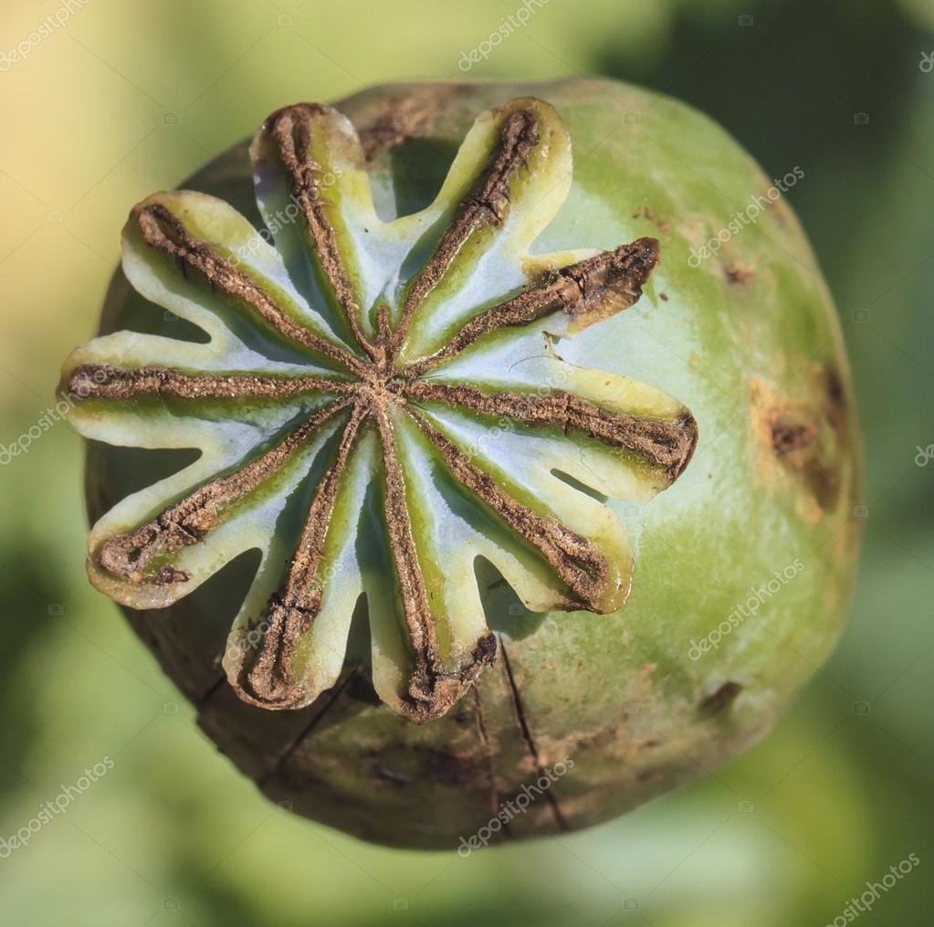 Pianta di oppio testa, papavero — Foto Stock © rujituk #22511791