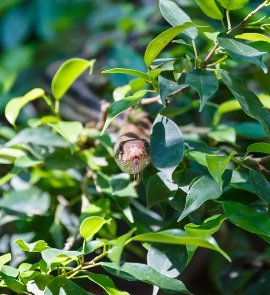 Common tree snake Stock Photos, Royalty Free Common tree snake Images ...