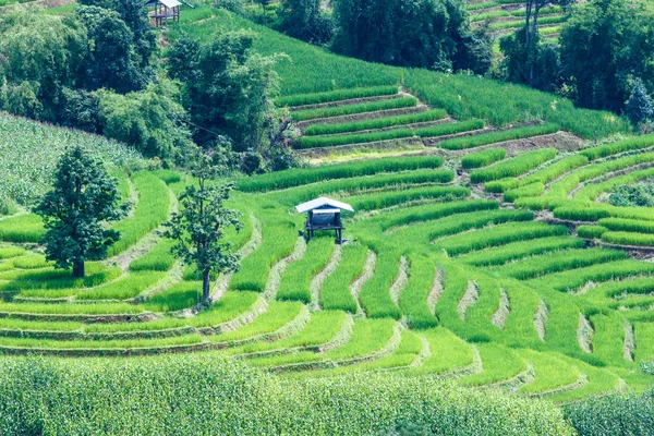 Landscape of the lined Green terraced rice and corn field - Stock Image ...