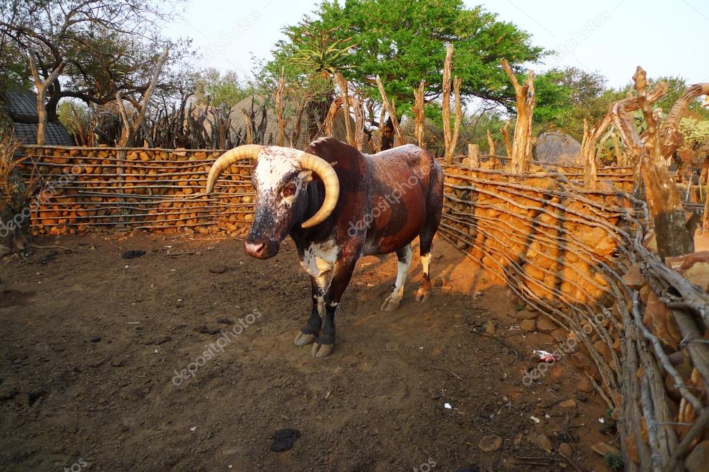 Toro nguni africano en el Gran Kraal en Zulululand, Sudáfrica . — Foto ...