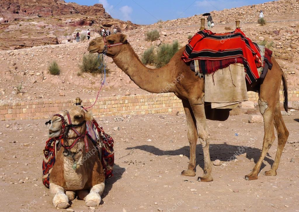 Bedouin camels in Petra, Jordan Stock Photo by ©zhukovsky 22729705