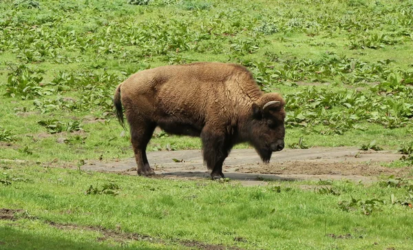 Bizon otwarcia zoo Stock Photos, Royalty Free Bizon otwarcia zoo Images ...