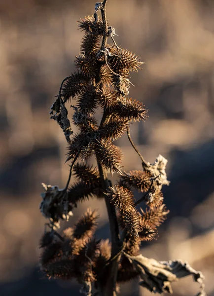 Rough cocklebur Stock Photos, Royalty Free Rough cocklebur Images ...