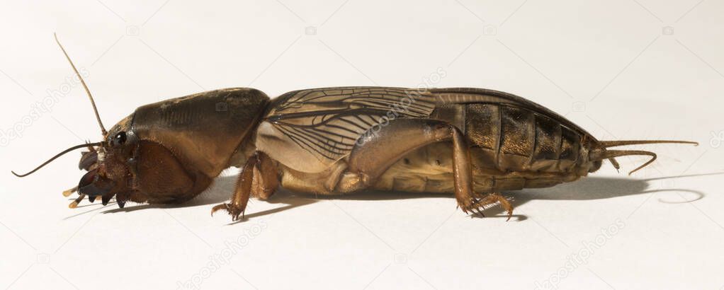 Gryllotalpa, comúnmente conocido como el grillo topo europeo. Un ...