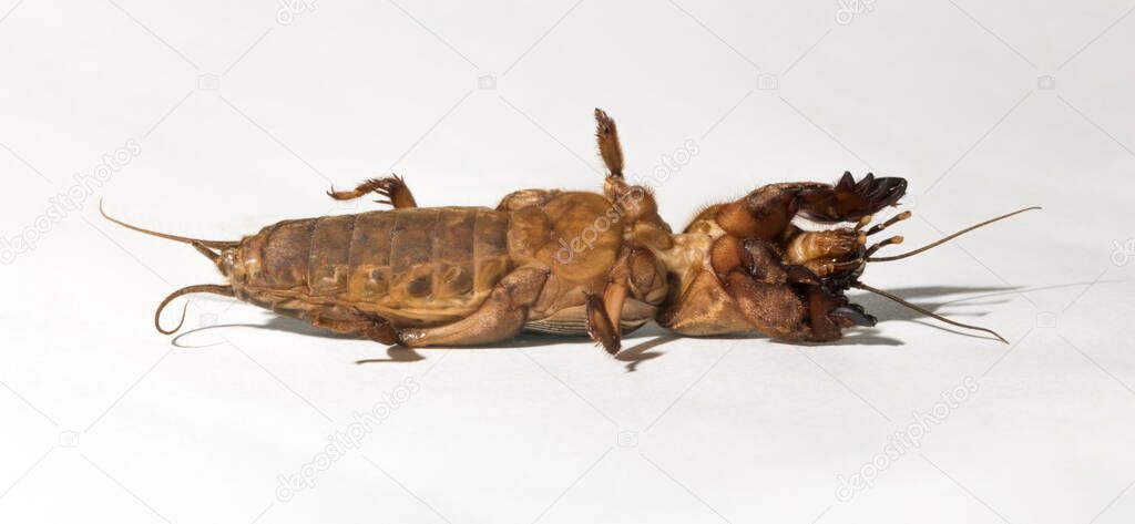 Gryllotalpa, comúnmente conocido como el grillo topo europeo. Un ...