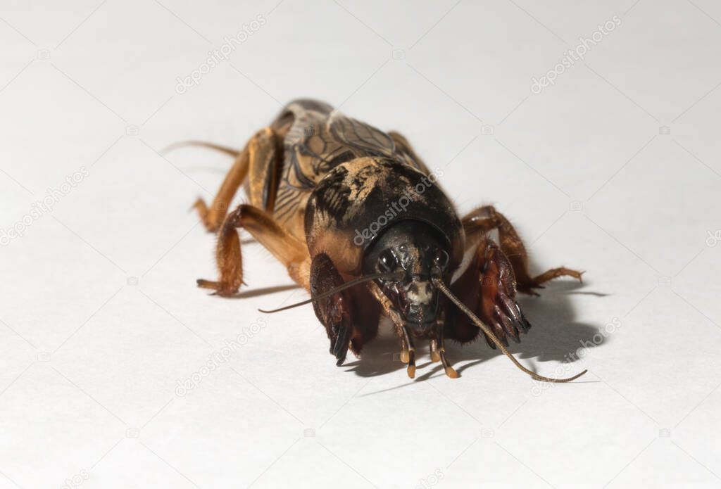 Gryllotalpa, comúnmente conocido como el grillo topo europeo. Un ...