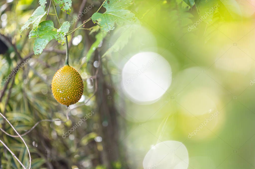 Fruta de Gac en el árbol, (Baby Jackfruit, Cochinchin Gourd, Gourd ...
