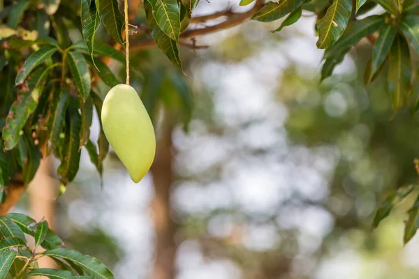 Green mango hanging, mango field, mango farm. Agricultural concept ...