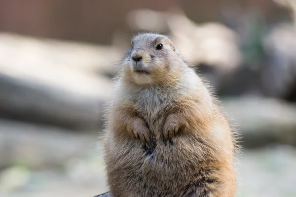 Prairie dog - Stock Image - Everypixel
