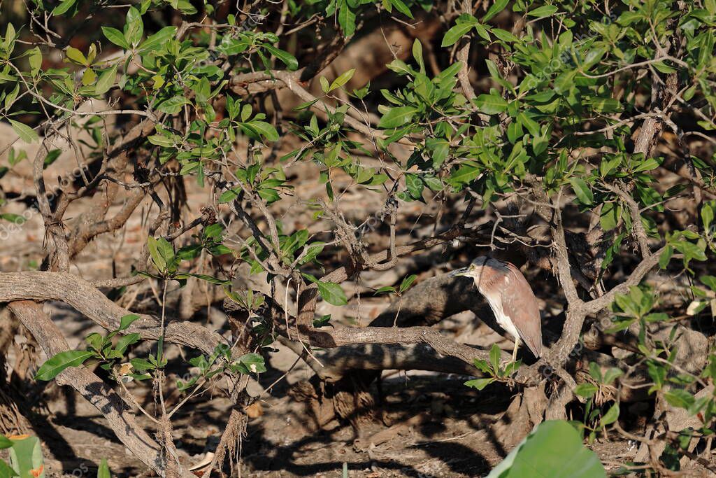 Nankeen o rufo ave de la garza de la noche con plumaje típico de color ...
