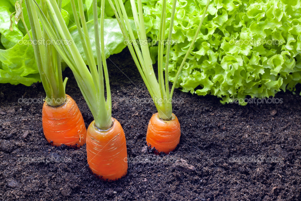 Verduras zanahorias y lechugas que crecen en el jardín 2023