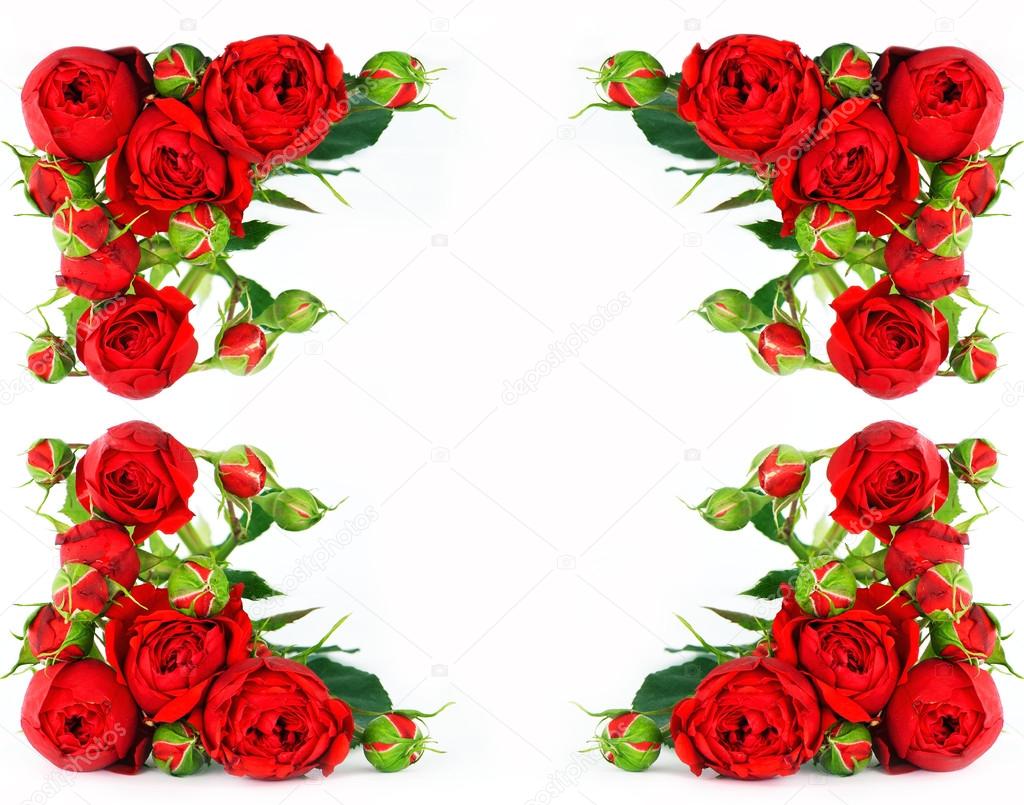hermosas rosas rojas sobre un fondo blanco — Foto de stock ...