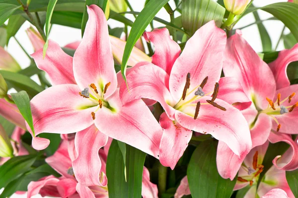 Bouquet of lilies Stock Photos, Royalty Free Bouquet of lilies Images ...