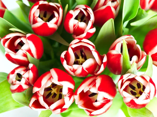 Roseta de tulipanes Stock Photos, Royalty Free Roseta de tulipanes ...