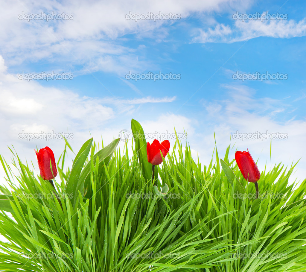 Blue Sky Green Grass Flowers