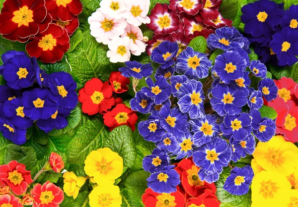 Assorted spring primulas. colorful flower blossoms — Stock Photo ...