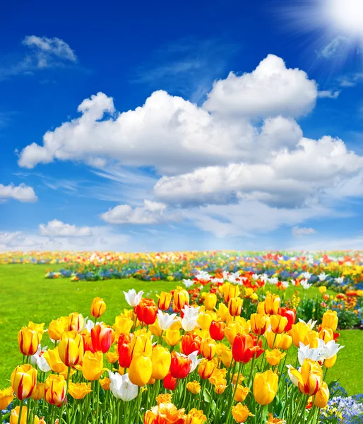 Spring flower field Stock Photos, Royalty Free Spring flower field ...