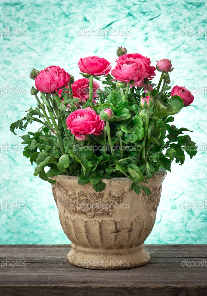 Ranunculus. beautiful pink flowers in pot — Stock Photo © LiliGraphie ...